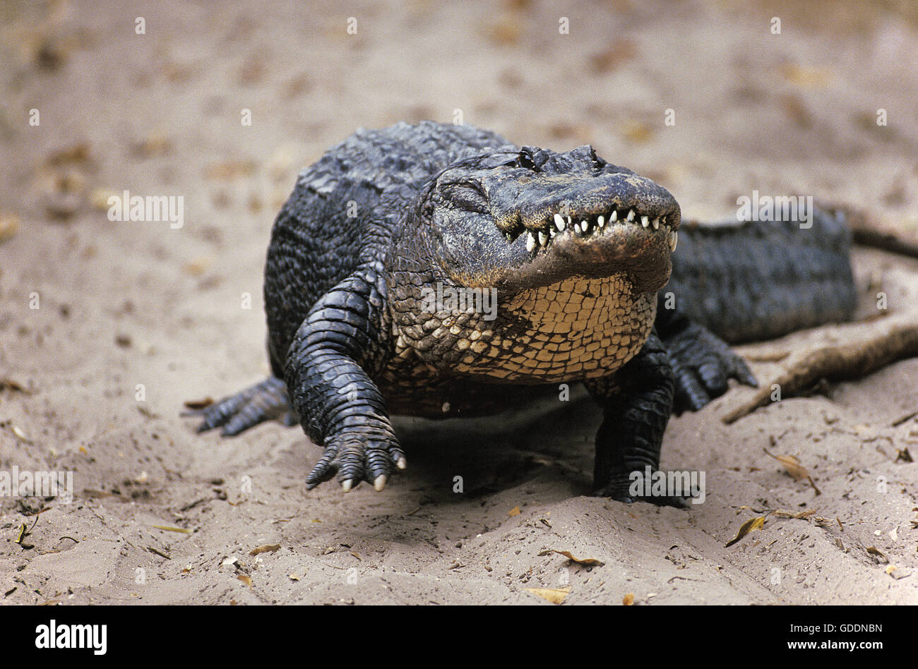 American alligator walking hi-res stock photography and images - Alamy
