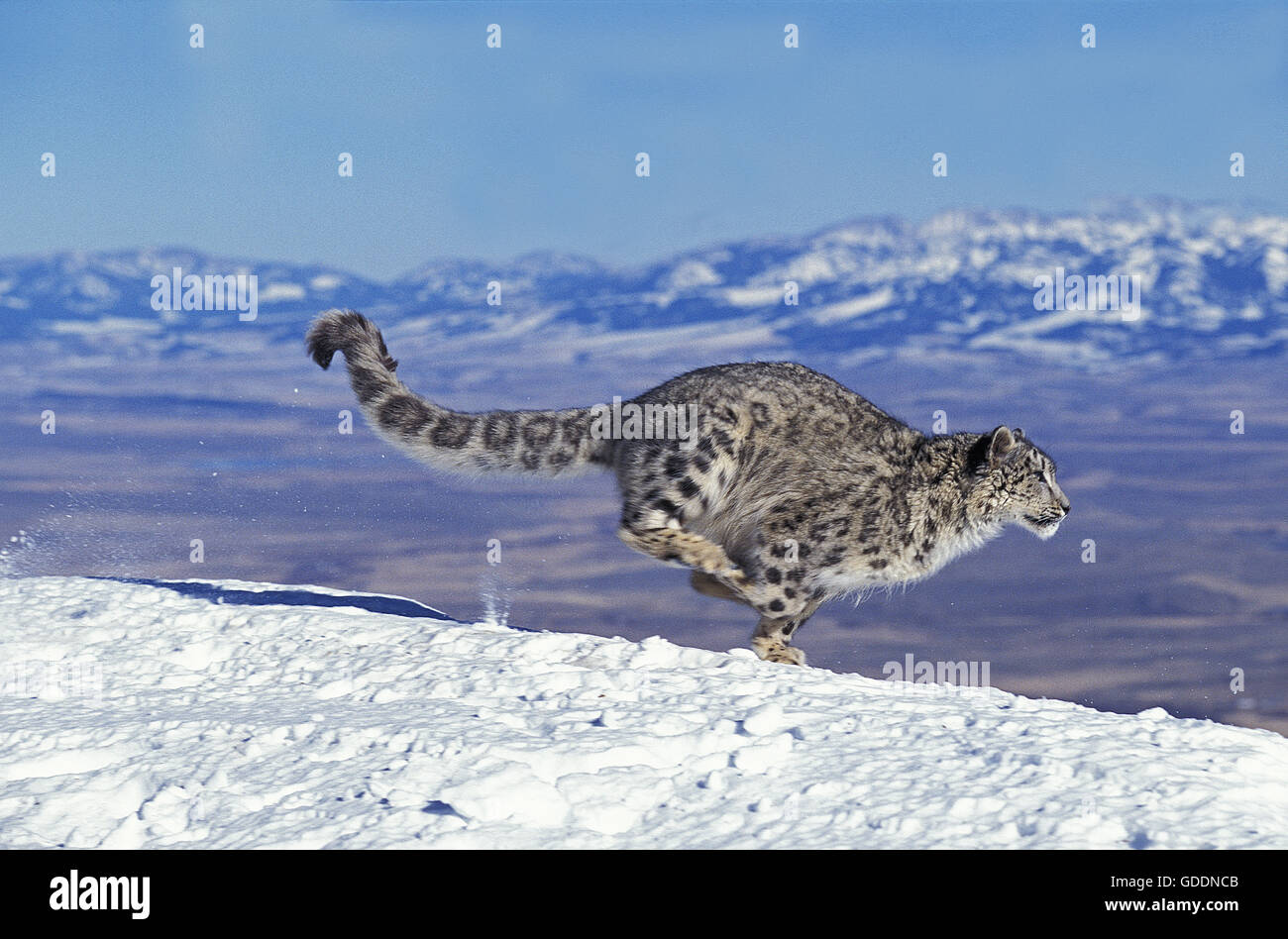 Snow Leopard or Ounce, uncia uncia, Adult running on Snow Stock Photo ...