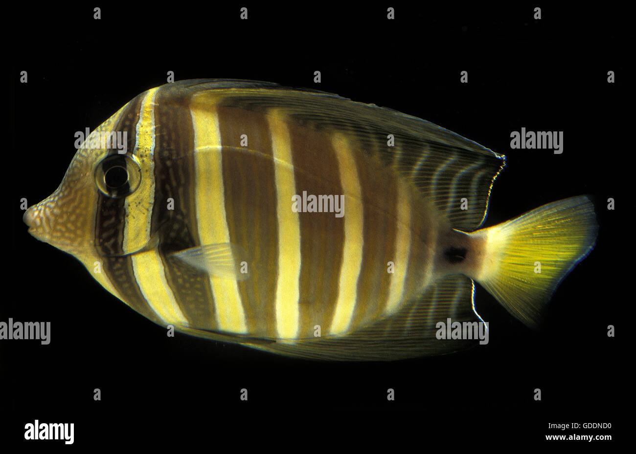 Ringed tangs hi-res stock photography and images - Alamy