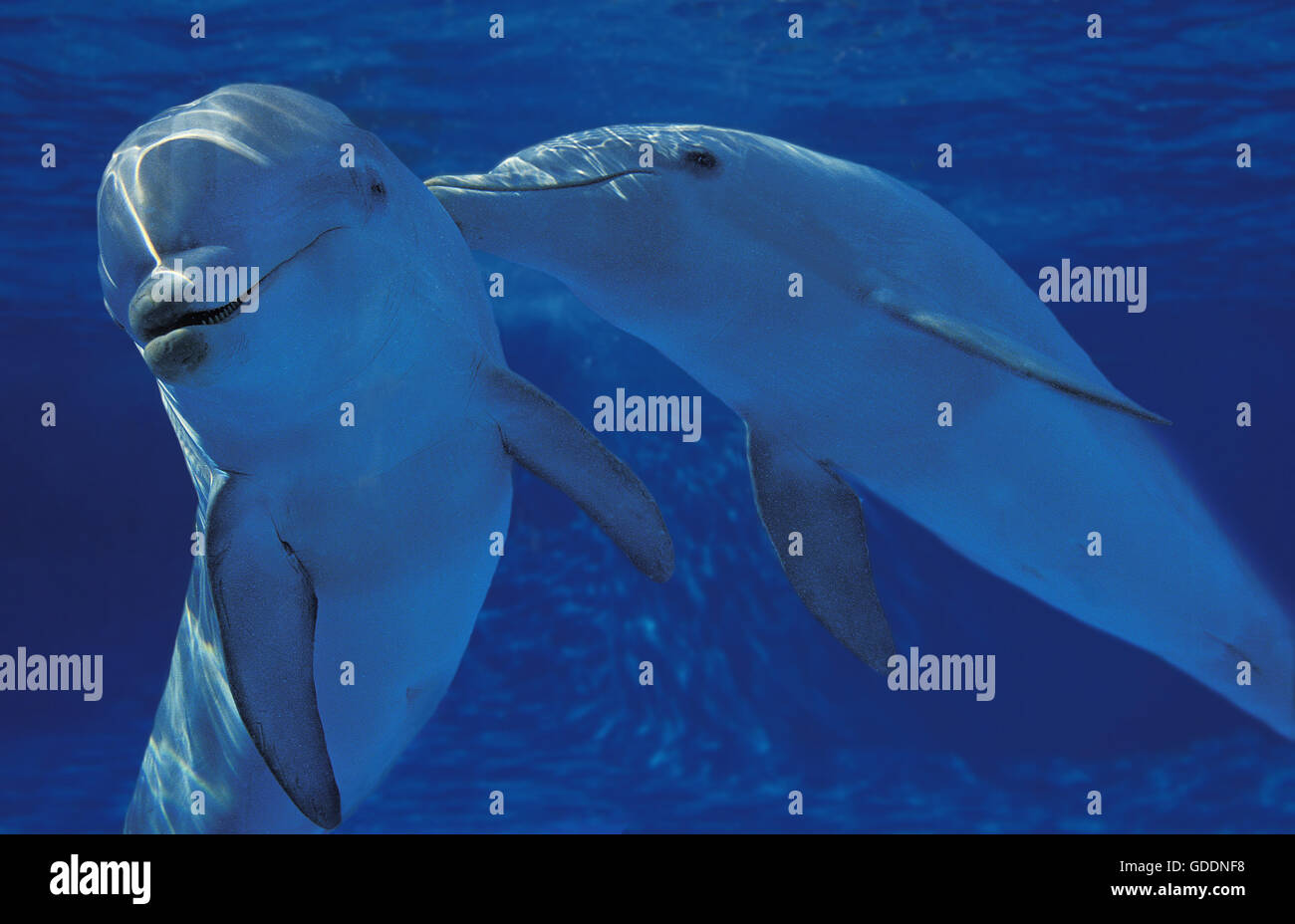 Bottlenose Dolphin, tursiops truncatus Stock Photo - Alamy Bottlenose Dolphin, tursiops truncatus Stock Photo - Alamy