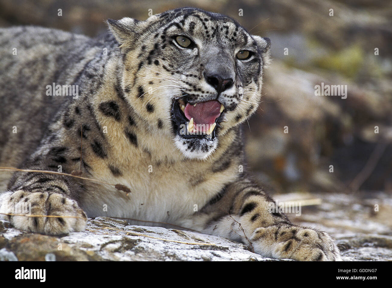 Leopard Aggressive Stock Photos & Leopard Aggressive Stock Images - Alamy Leopard Aggressive Stock Photos & Leopard Aggressive Stock Images - Alamy