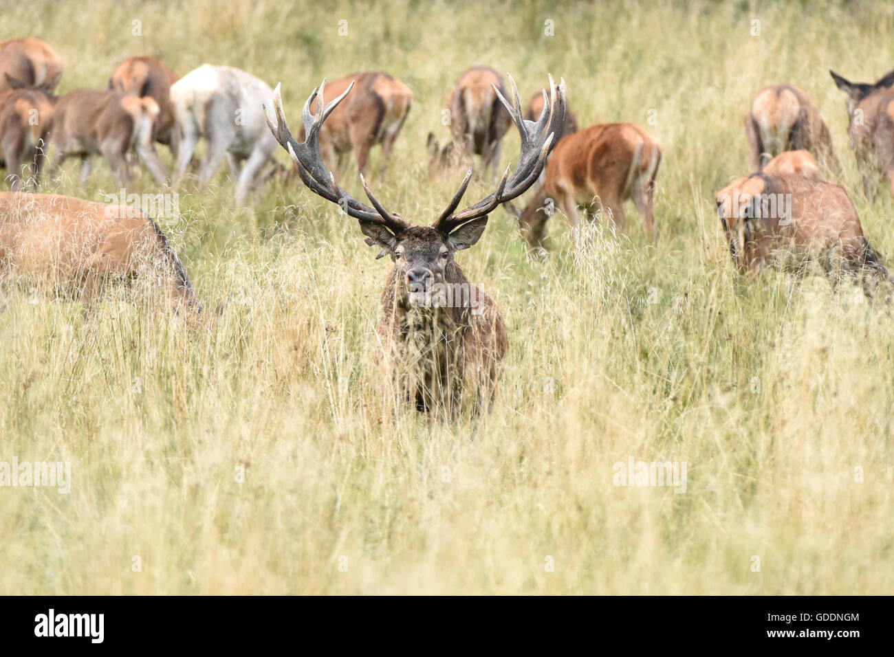 Rut hi-res stock photography and images - Alamy