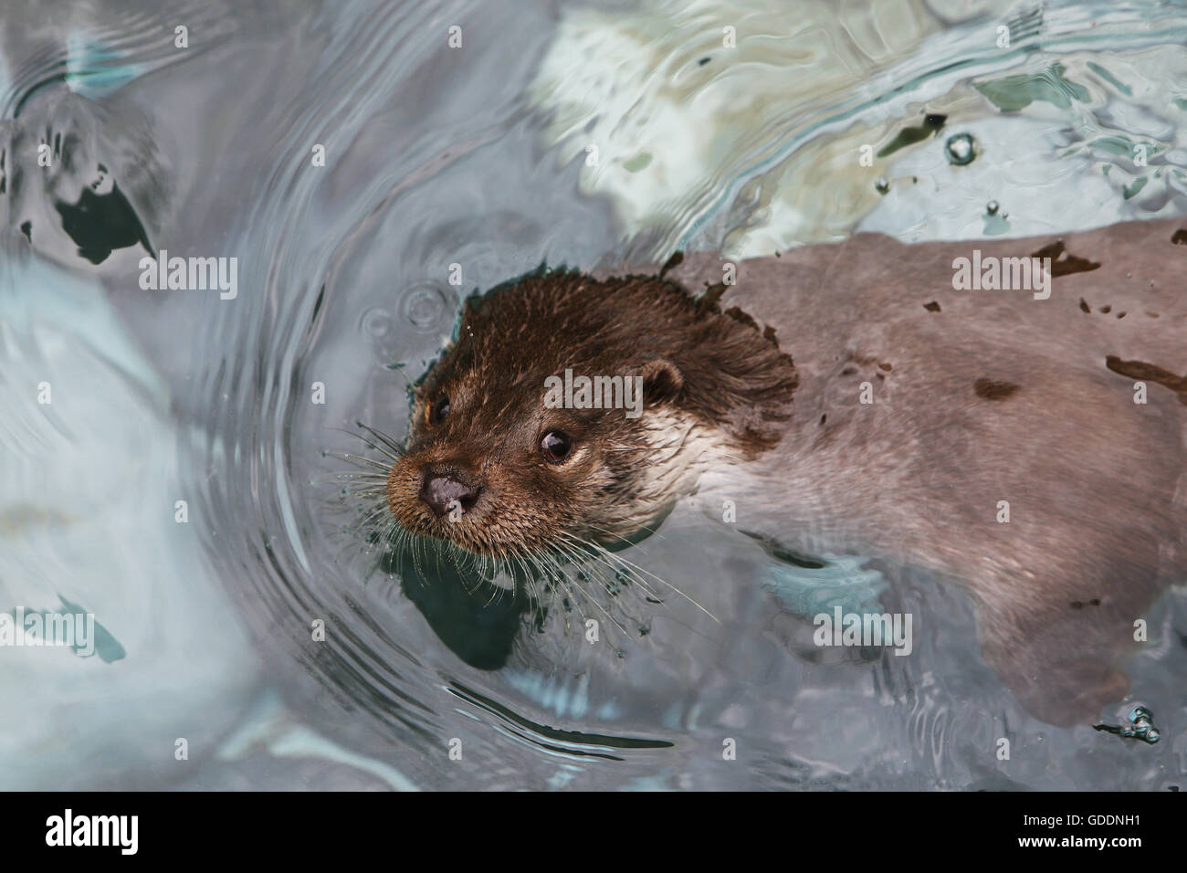 River mammals france hi-res stock photography and images - Alamy