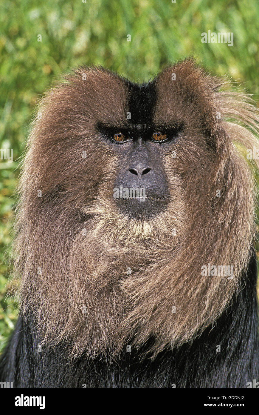 Lion Tailed Macaque, macaca silenus, Portrait of Adult Stock Photo - Alamy