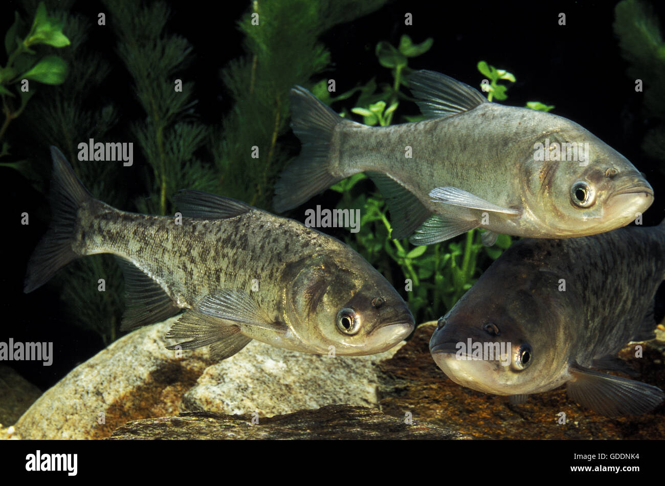Silver Carp, hypophthalmichthys molitrix Stock Photo - Alamy