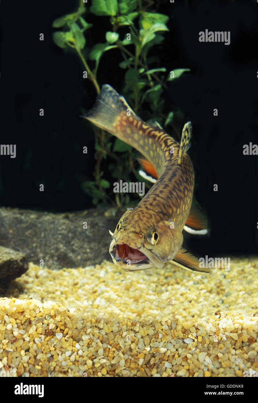 Brook Trout, salvelinus fontinalis Stock Photo - Alamy