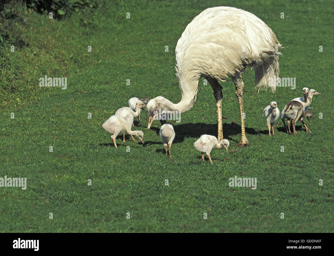 American Rhea, rhea americana, Mother and Chicks Stock Photo - Alamy