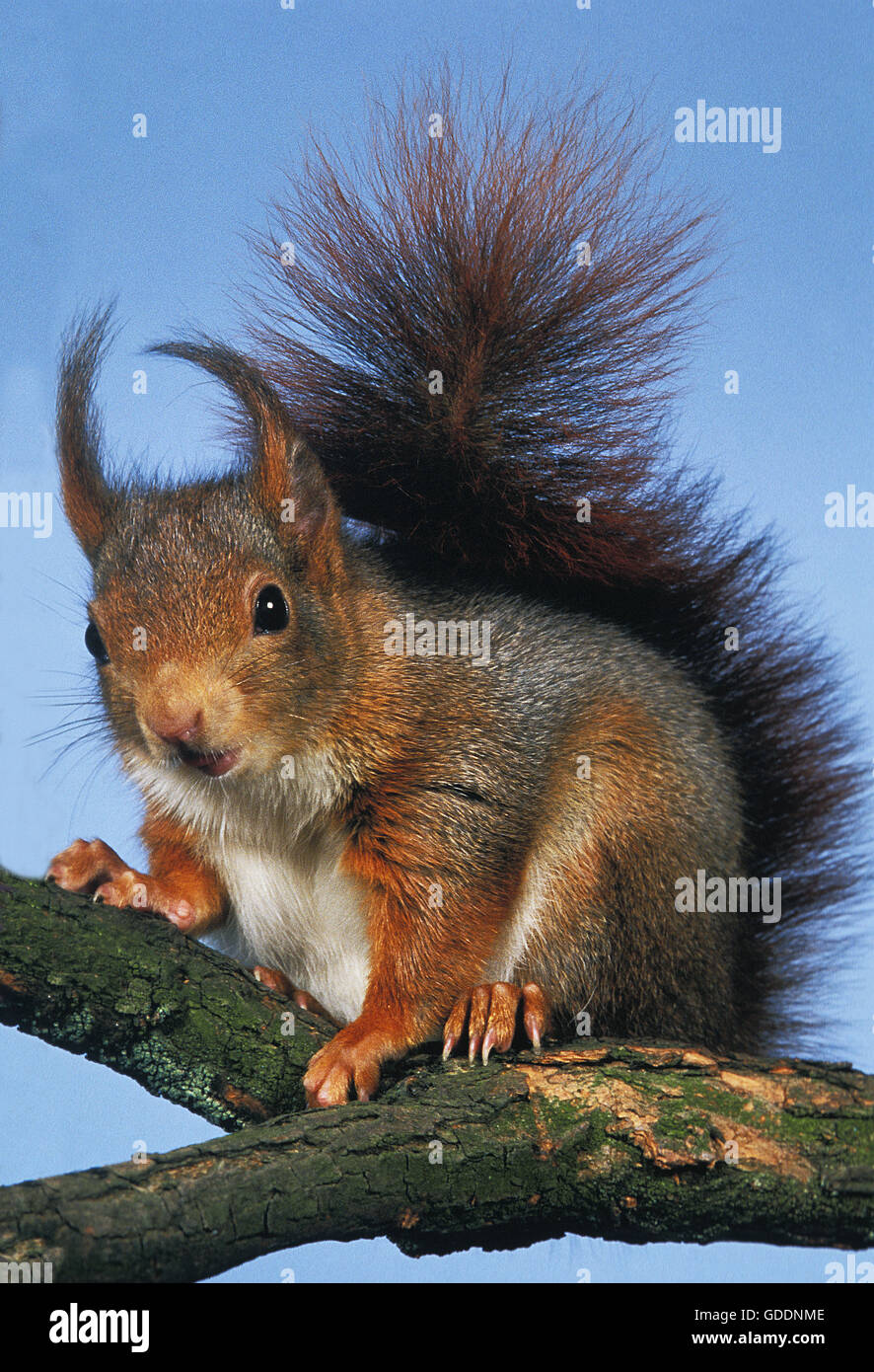 Red Squirrel, sciurus vulgaris Stock Photo - Alamy
