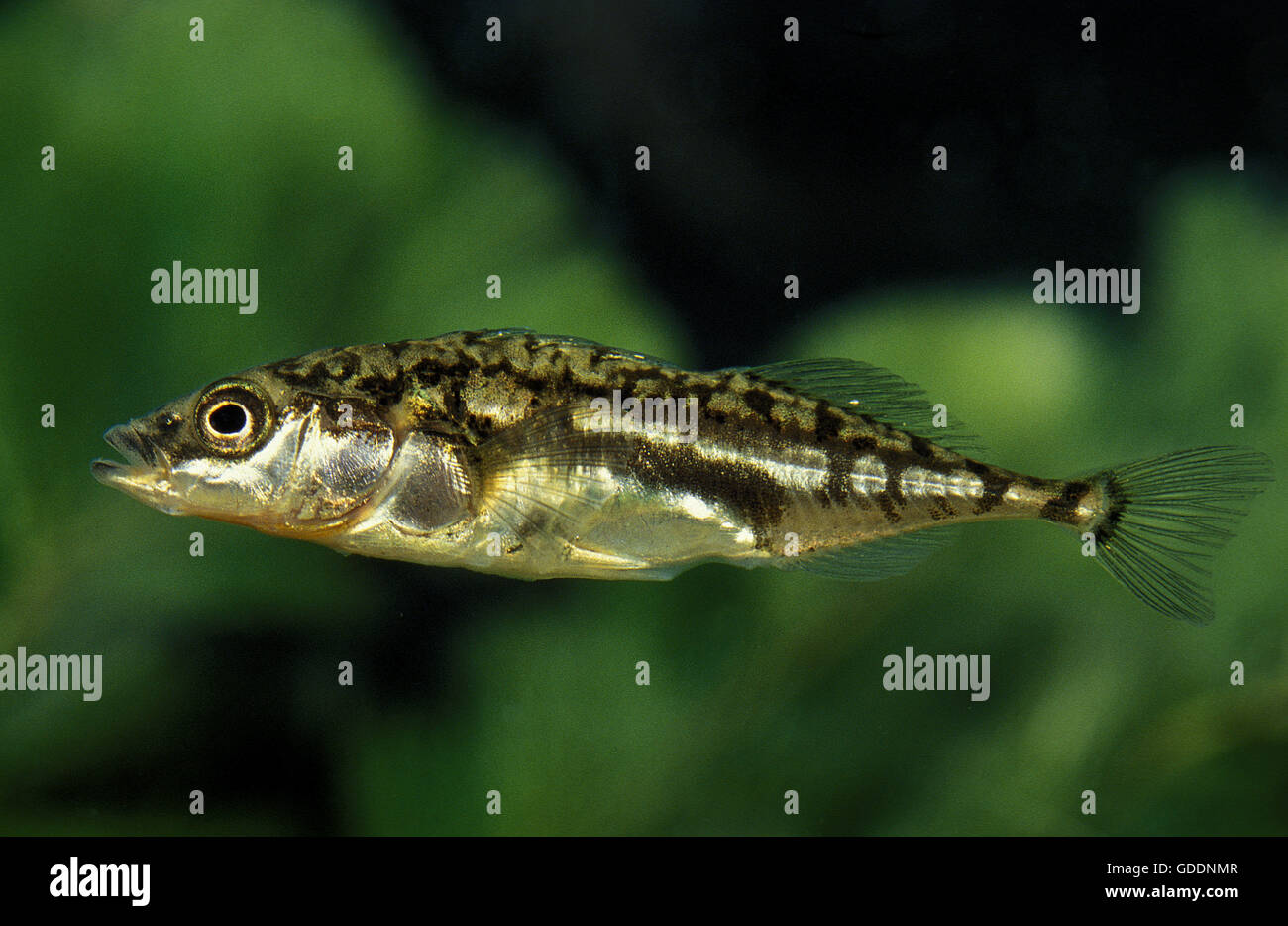 Stickleback fish hi-res stock photography and images - Alamy