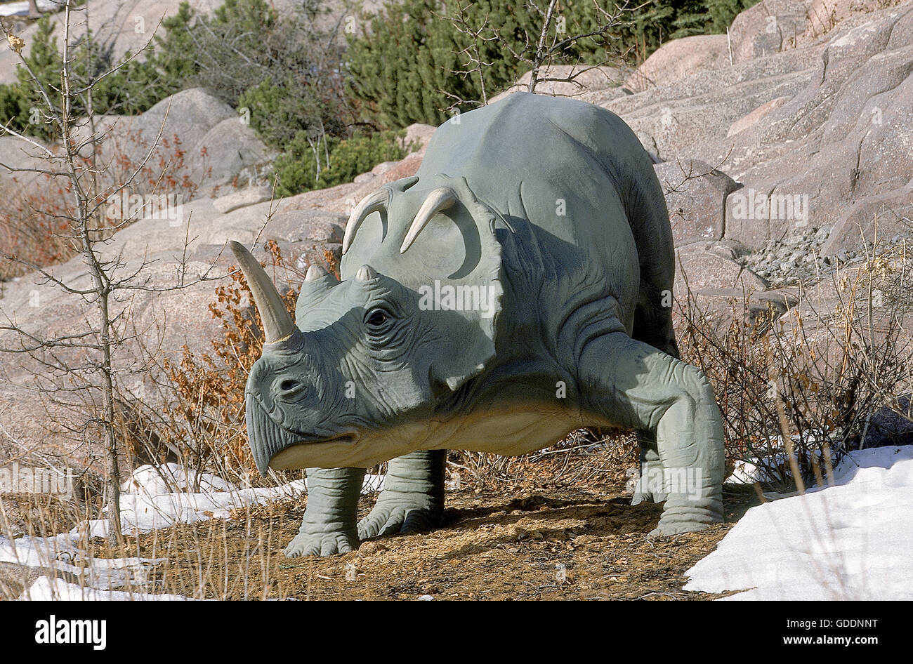 Centrosaurus, Herbivorous Ceratopsian Dinosaur From the Late Cretaceous ...