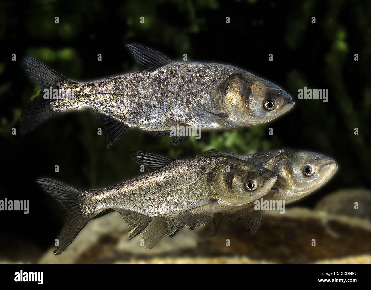 Silver Carp, hypophthalmichthys molitrix Stock Photo - Alamy