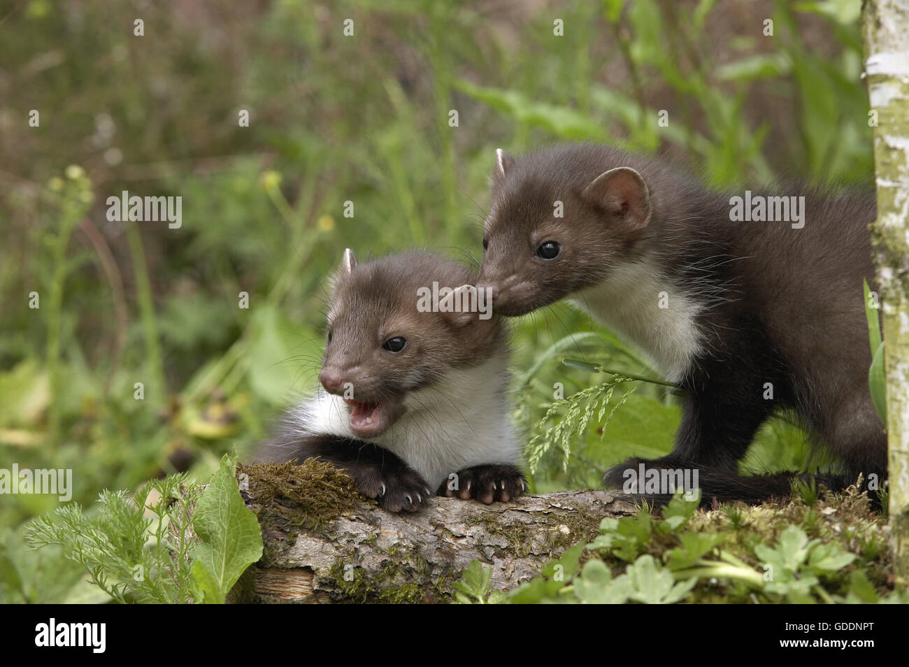 Stone Marten or Beech Marten, martes foina, Youngs, Normandy Stock ...