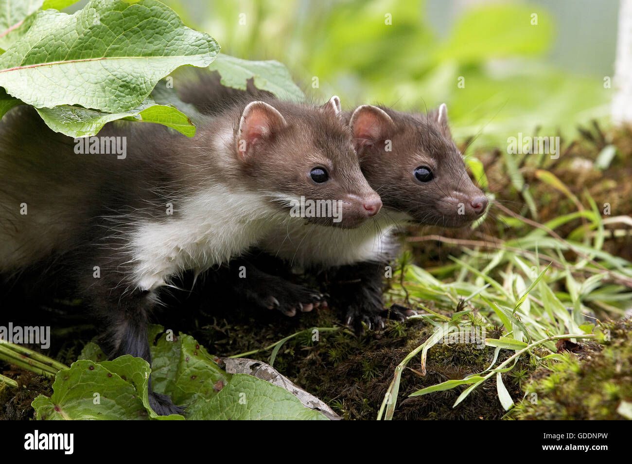 Stone Marten or Beech Marten, martes foina, Youngs, Normandy Stock ...