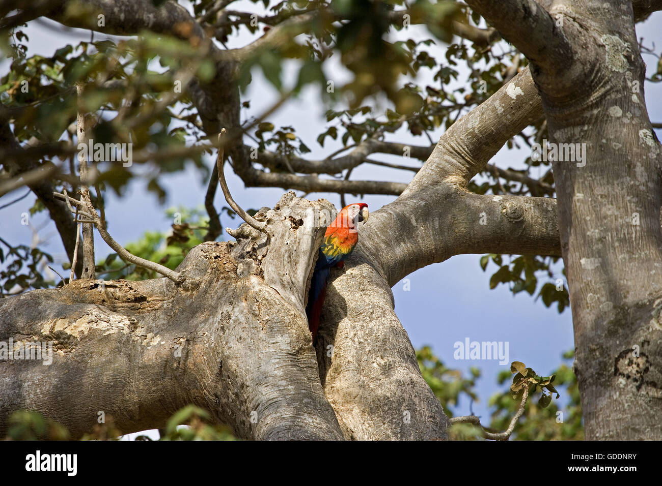 Scarlet macaw nest hi-res stock photography and images - Alamy