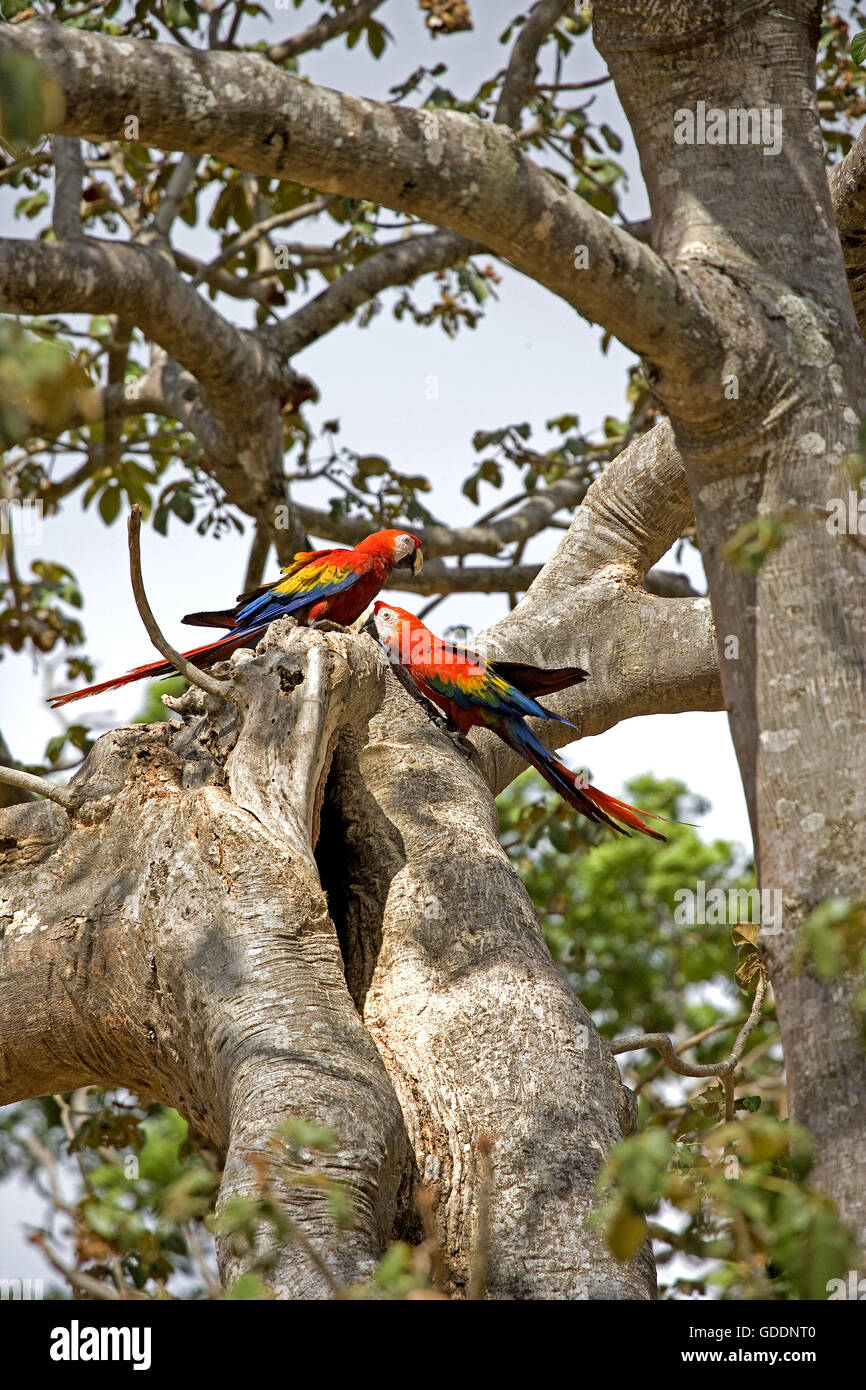 Two scarlet macaw nest hi-res stock photography and images - Alamy
