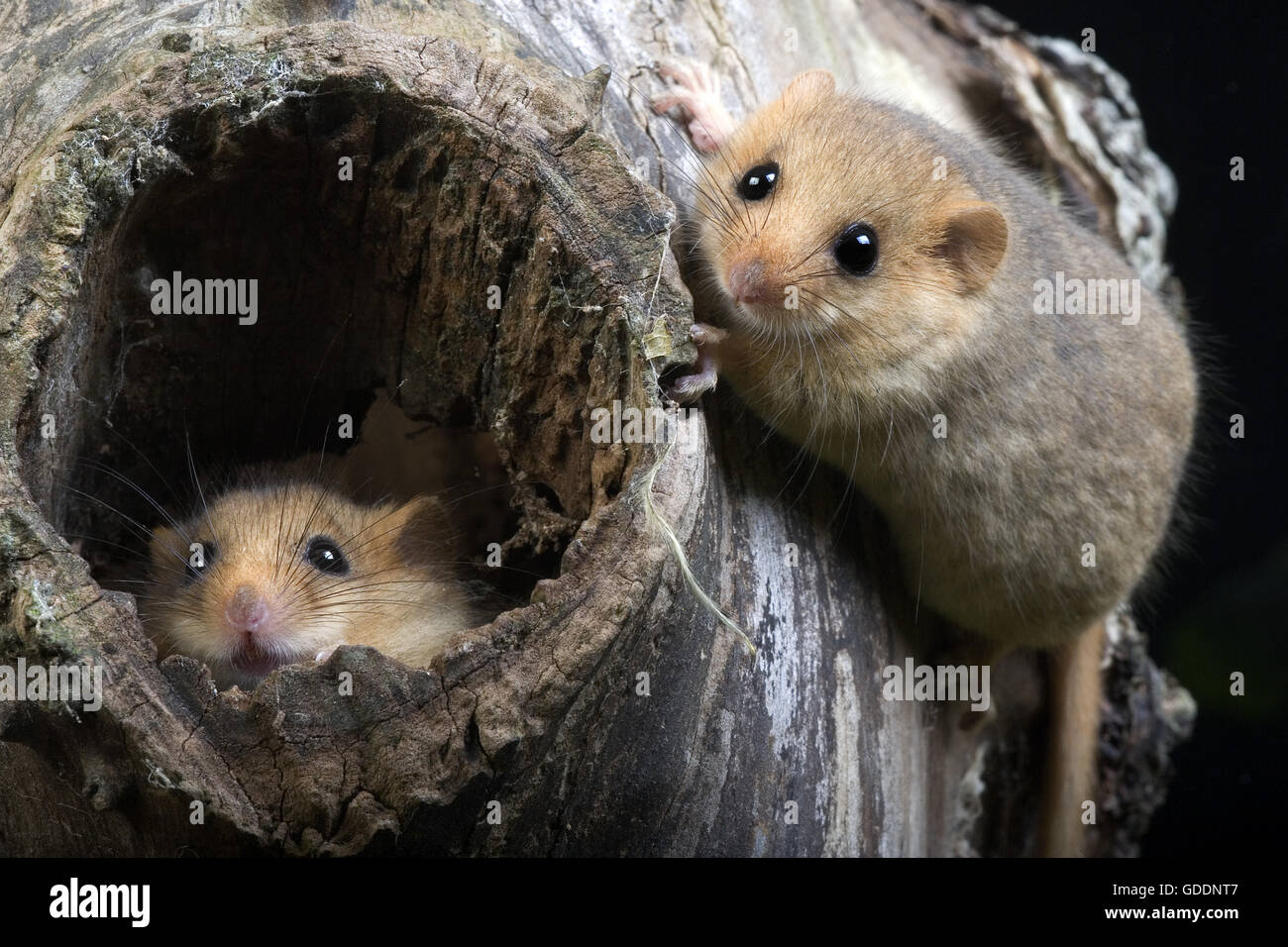 Muscardinus avellanarius two hi-res stock photography and images - Alamy