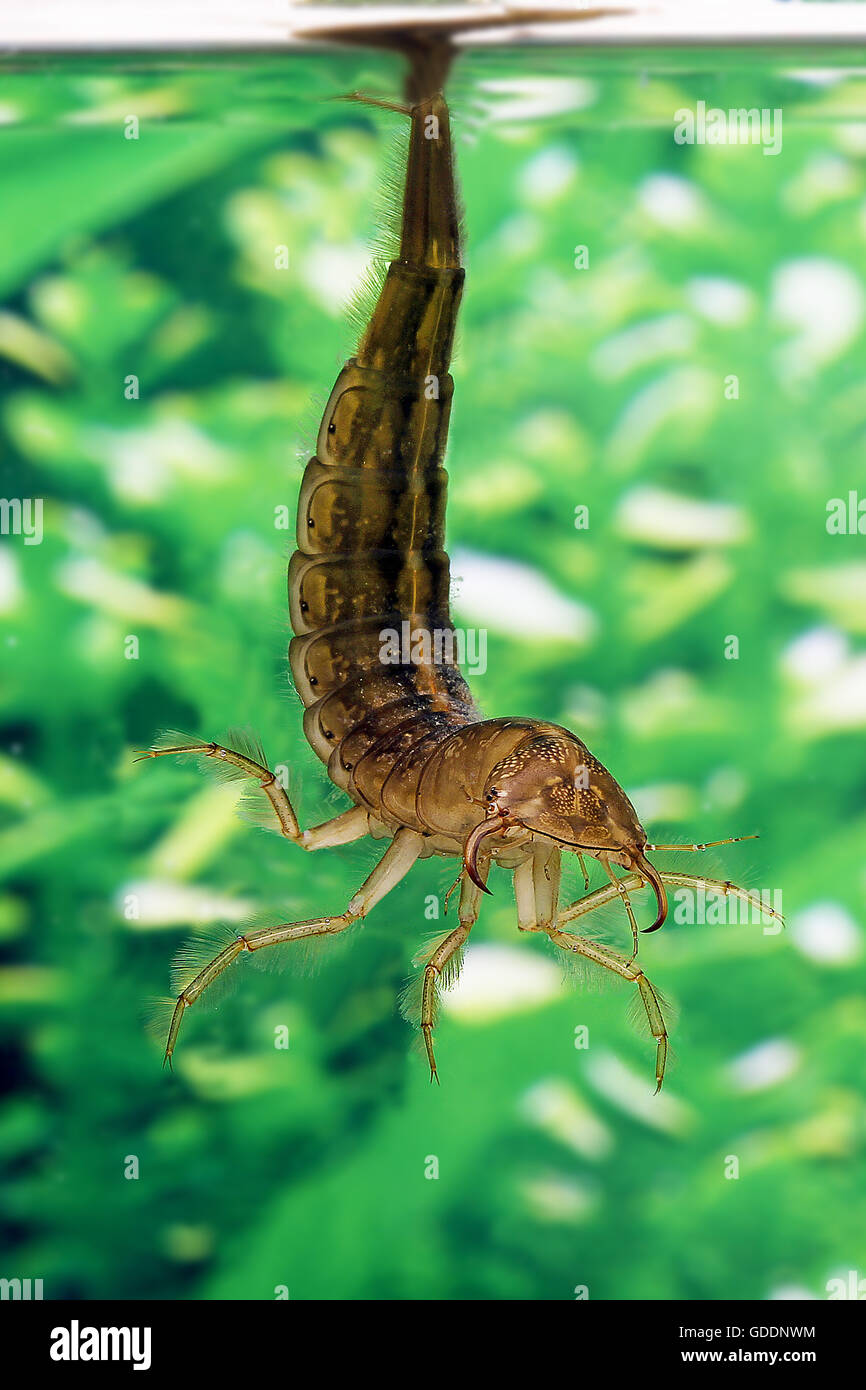 Great Diving Beetle, dytiscus marginalis, Larva standing in Water ...