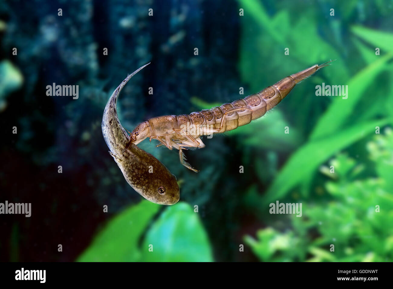 Great Diving Beetle, dytiscus marginalis, Larvae Eating Tadpole of Frog ...