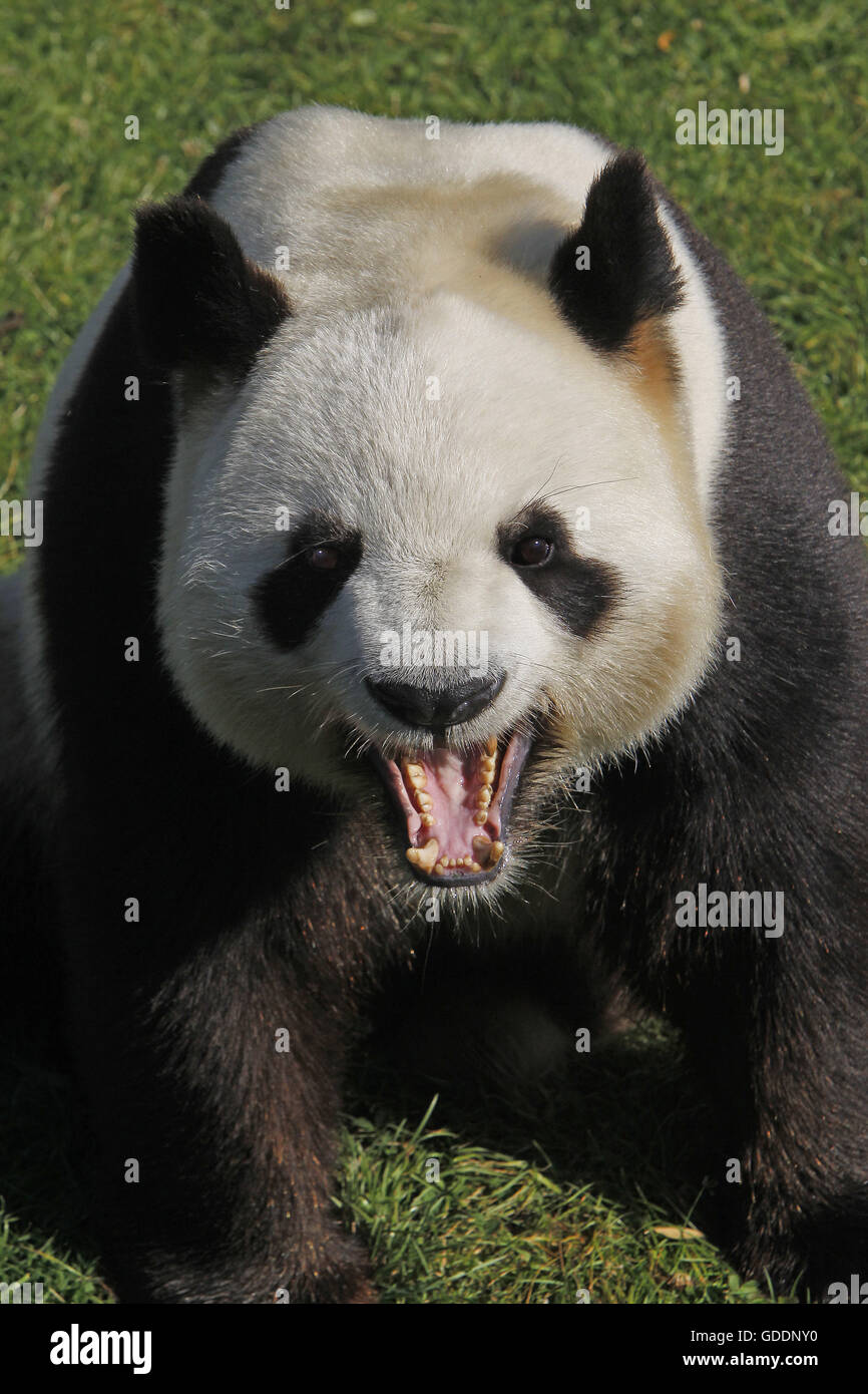Giant Panda, ailuropoda melanoleuca, Adult Yawning Stock Photo - Alamy
