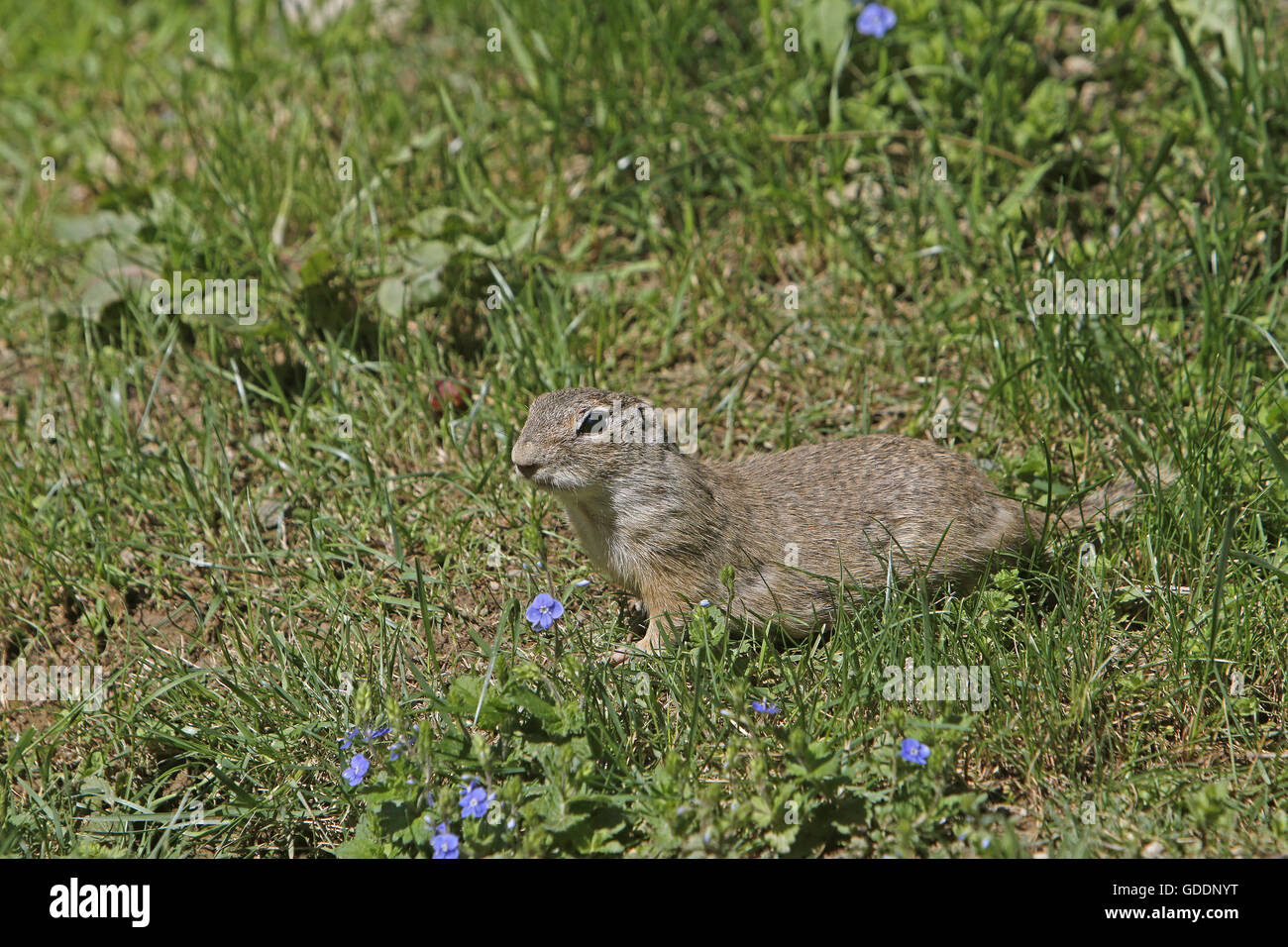 European Souslik, spermophilus citellus, Adult, France Stock Photo - Alamy