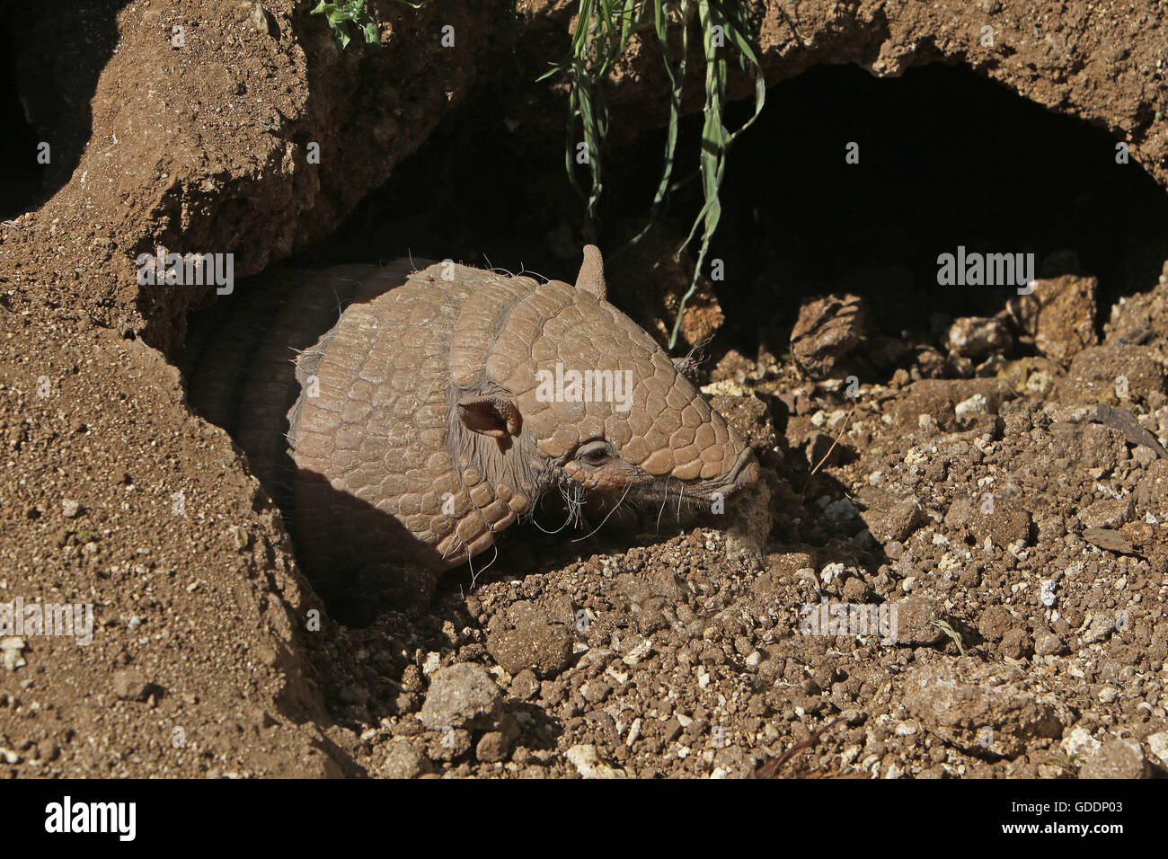 Armadillo standing hi-res stock photography and images - Alamy