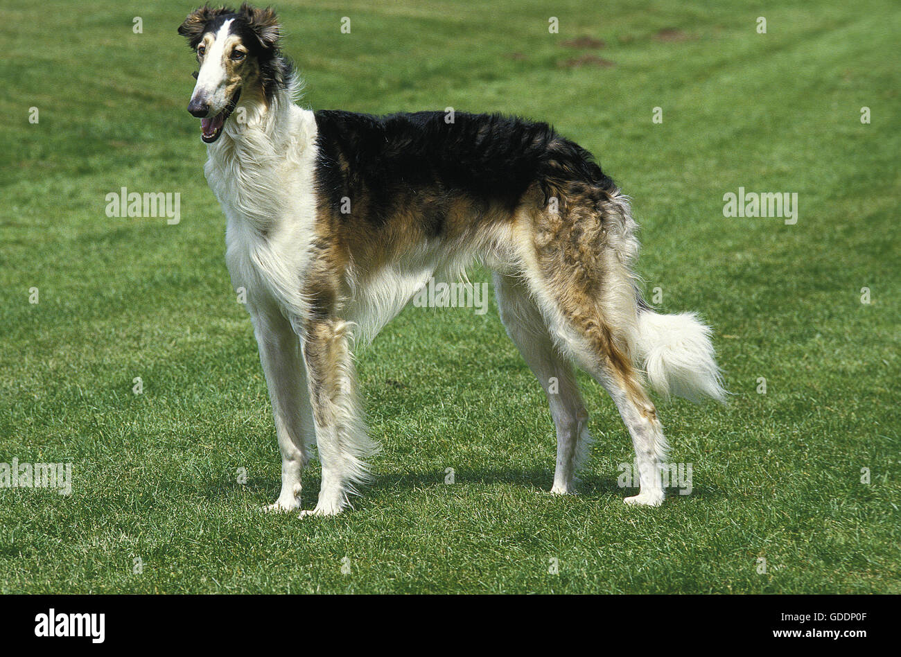 Borzoi or Russian Wolfhound, Domestic Dog Stock Photo - Alamy