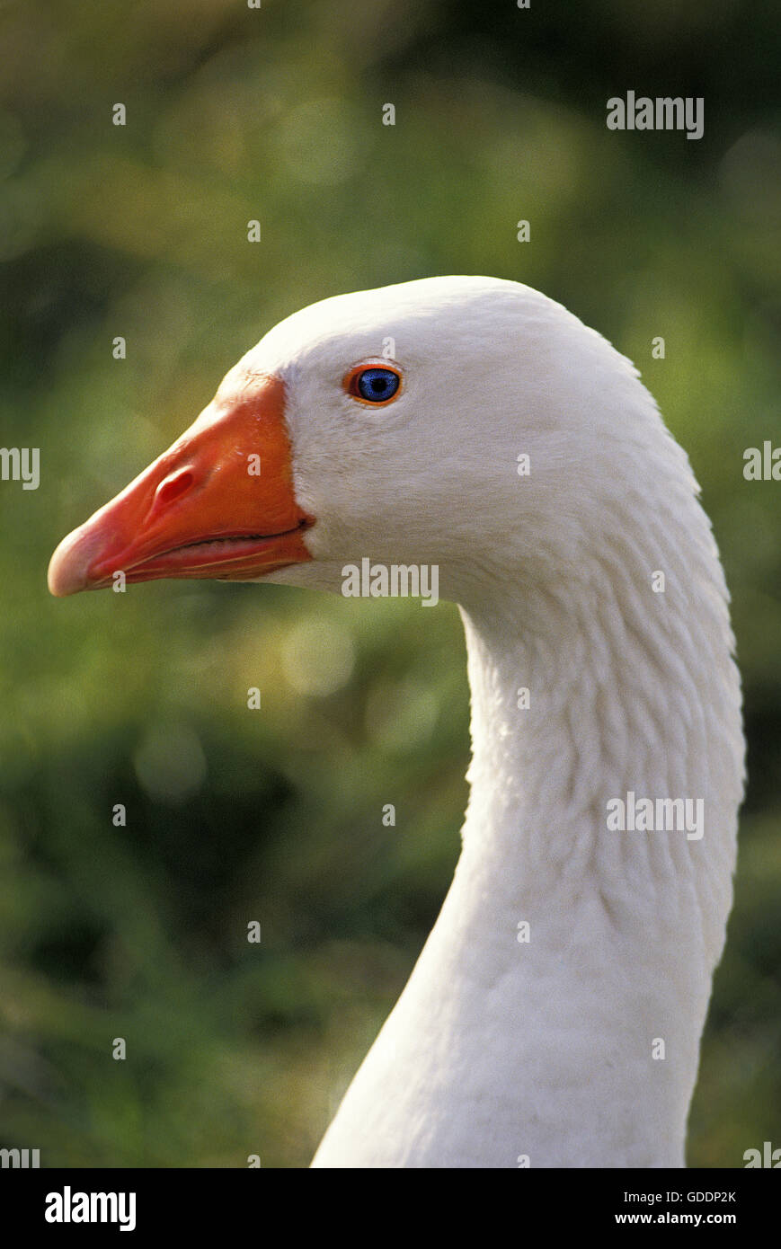 Domestic White Goose Stock Photo - Alamy