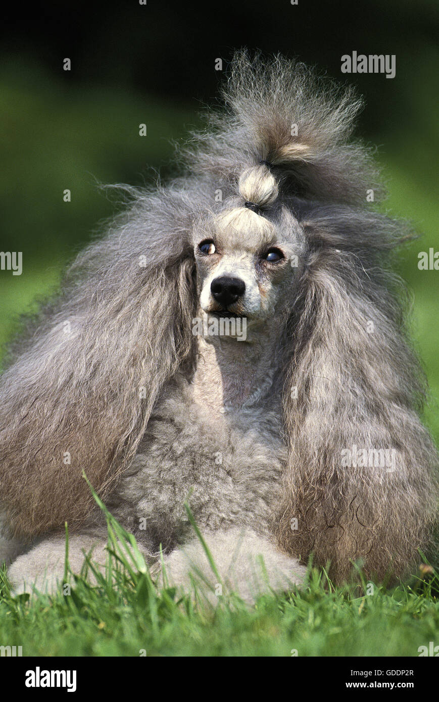 Grey Miniature Poodle, Adult laying on Grass Stock Photo - Alamy