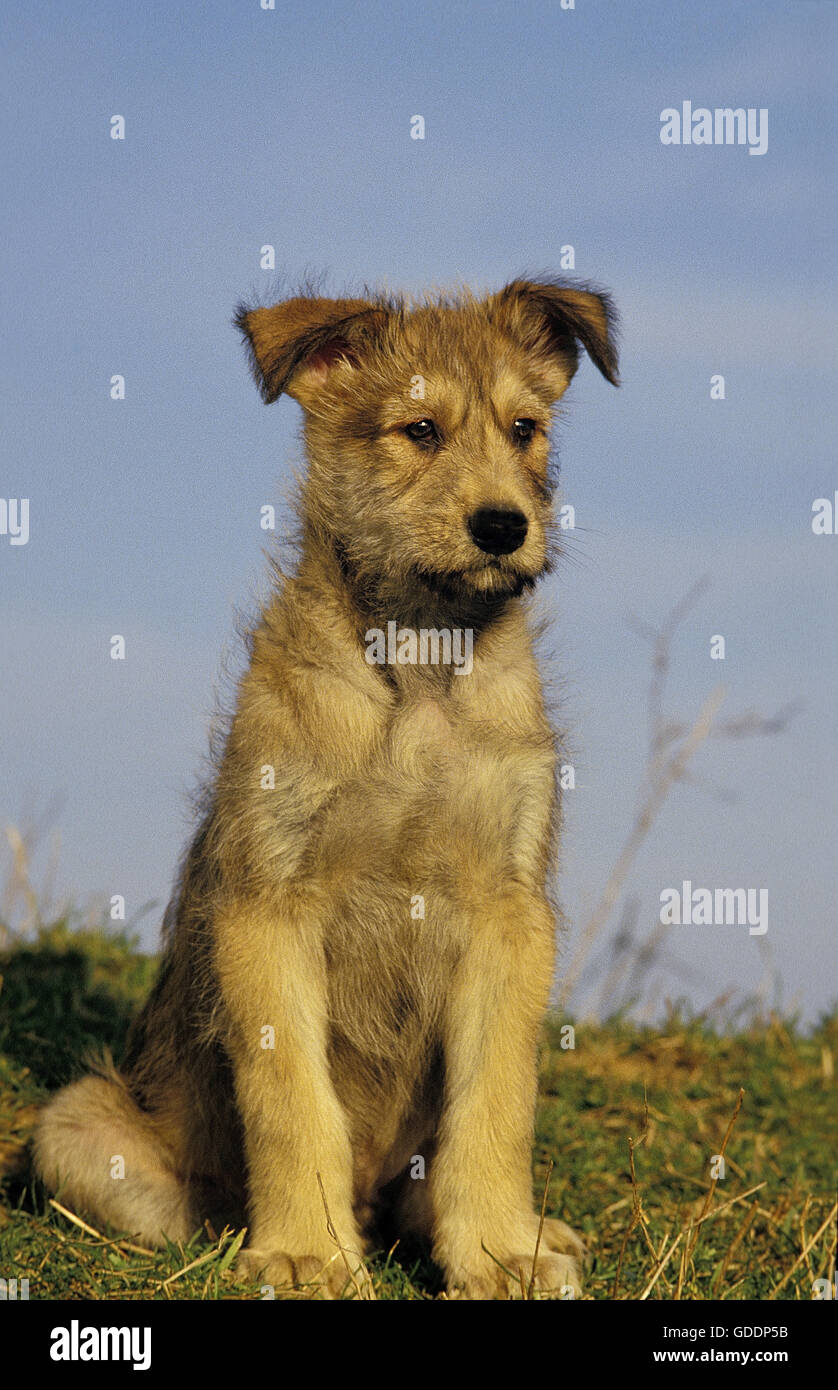 Picardy shepherd hi-res stock photography and images - Alamy
