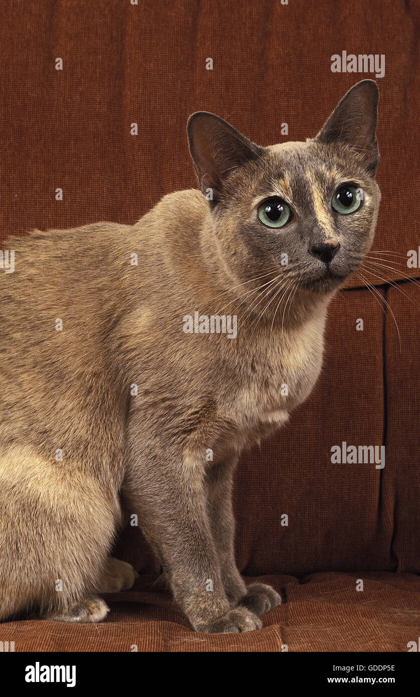 Tonkanese hi-res stock photography and images - Alamy