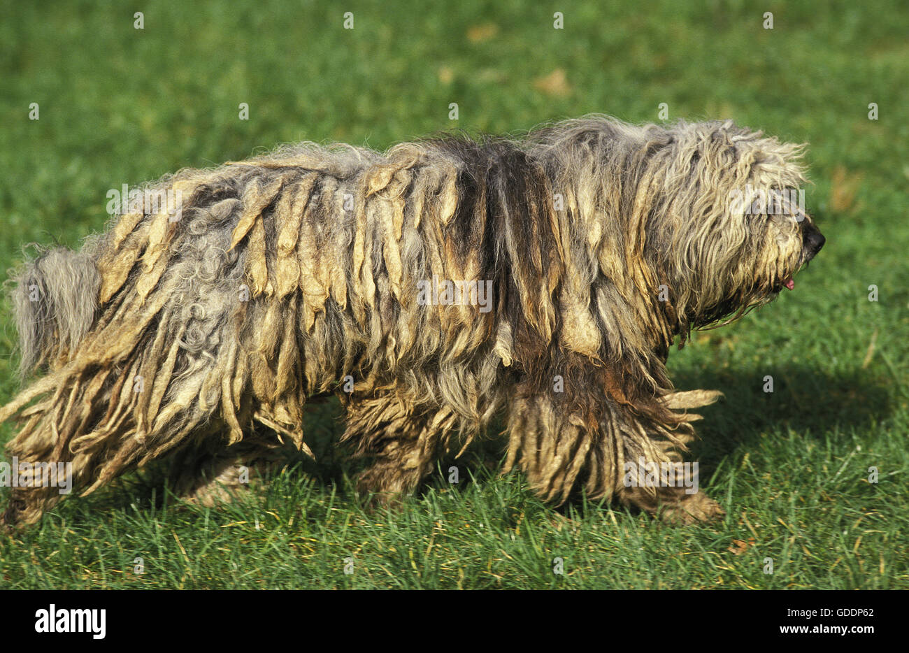Bergamasco sheepdog or bergamese shepherd hi-res stock photography and ...