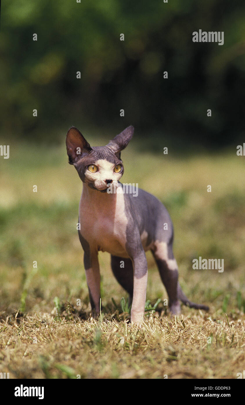 Sphynx Cat, a Domestic Cat Breed without Hair Stock Photo - Alamy