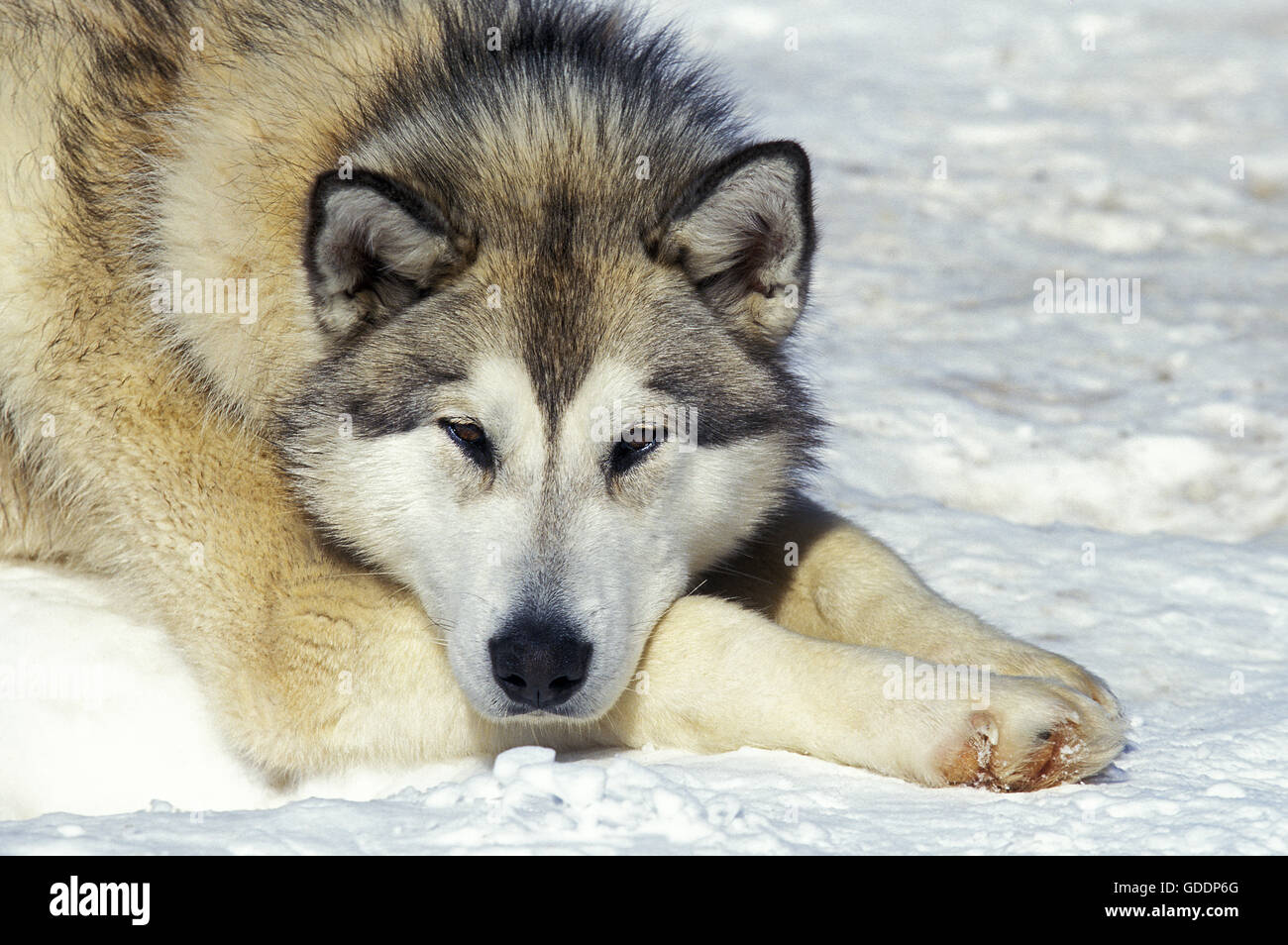 Siberian husky hi-res stock photography and images - Alamy