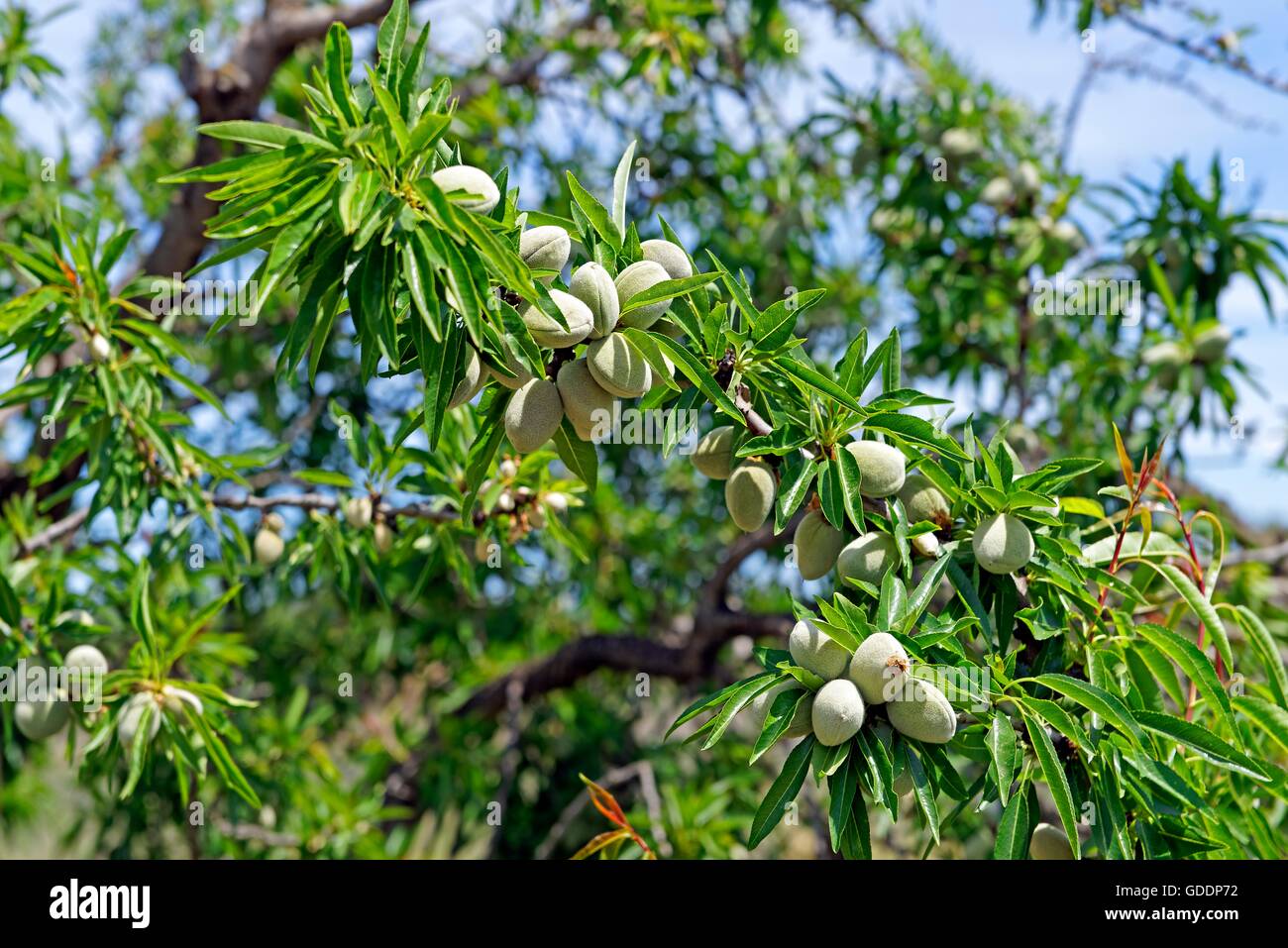 Almond tree fruits hi-res stock photography and images - Alamy