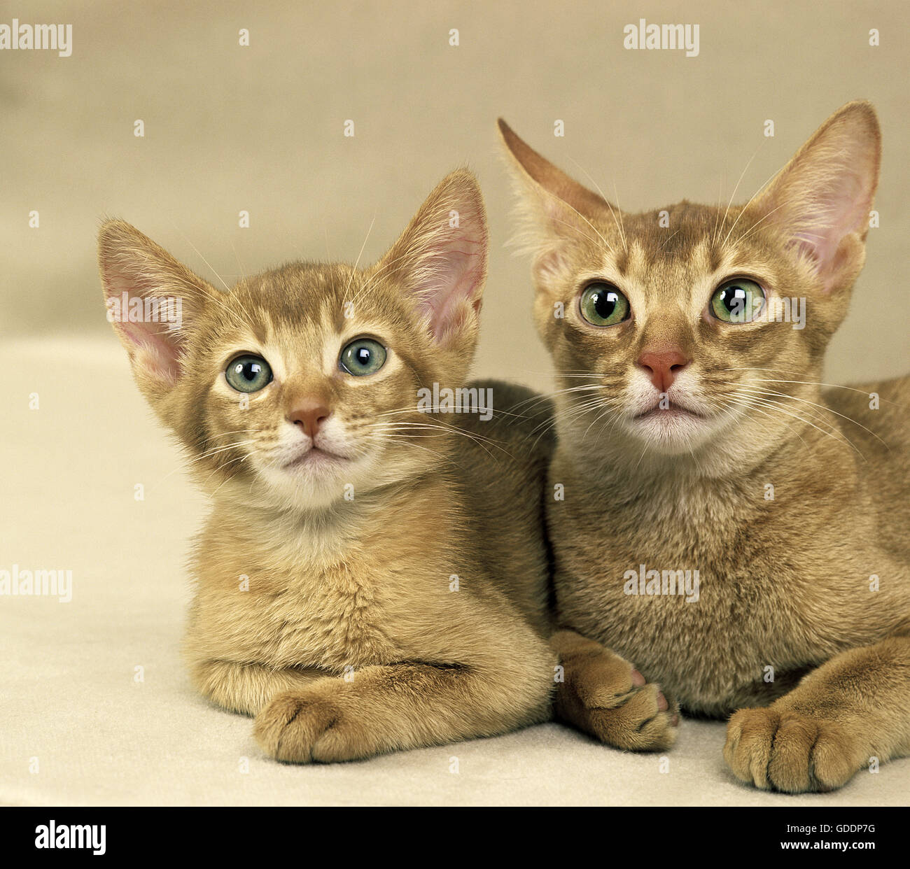Red Abyssinian Domestic Cat, Mother and Kitten laying Stock Photo - Alamy