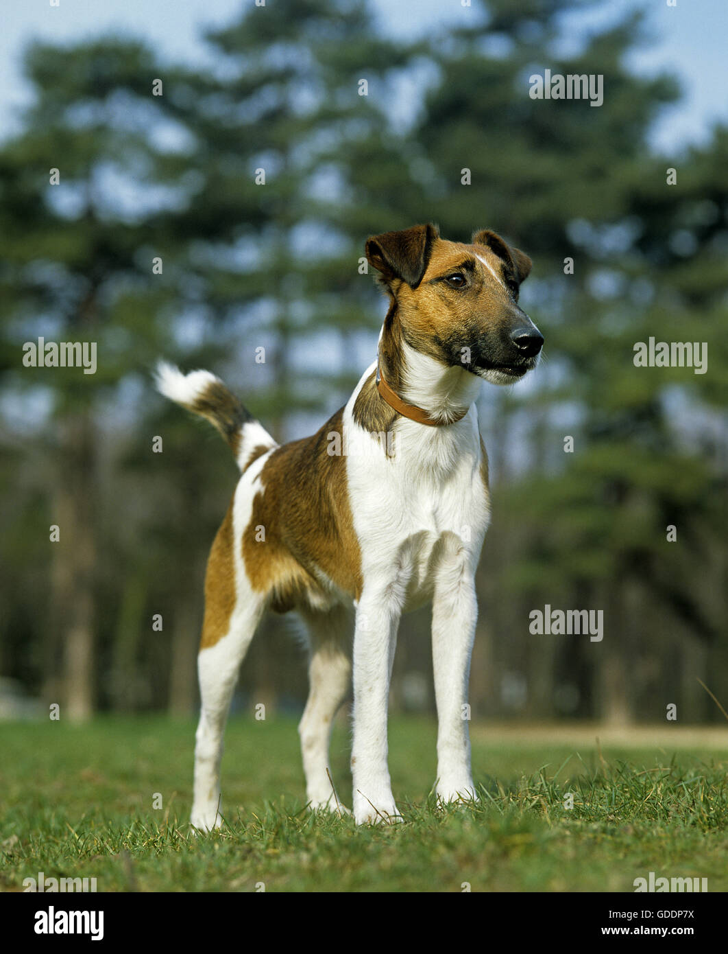 Smooth fox terrier hi-res stock photography and images - Alamy