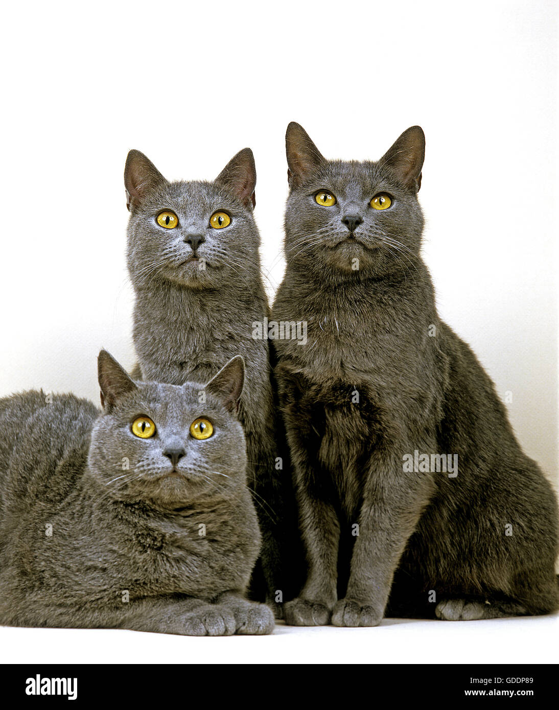 Chartreux Domestic Cat against White Background Stock Photo - Alamy
