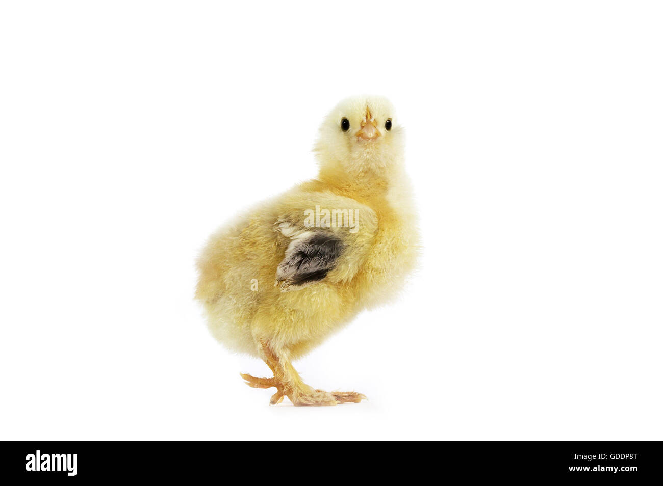 White chicken chicks cutout not egg hi-res stock photography and images ...