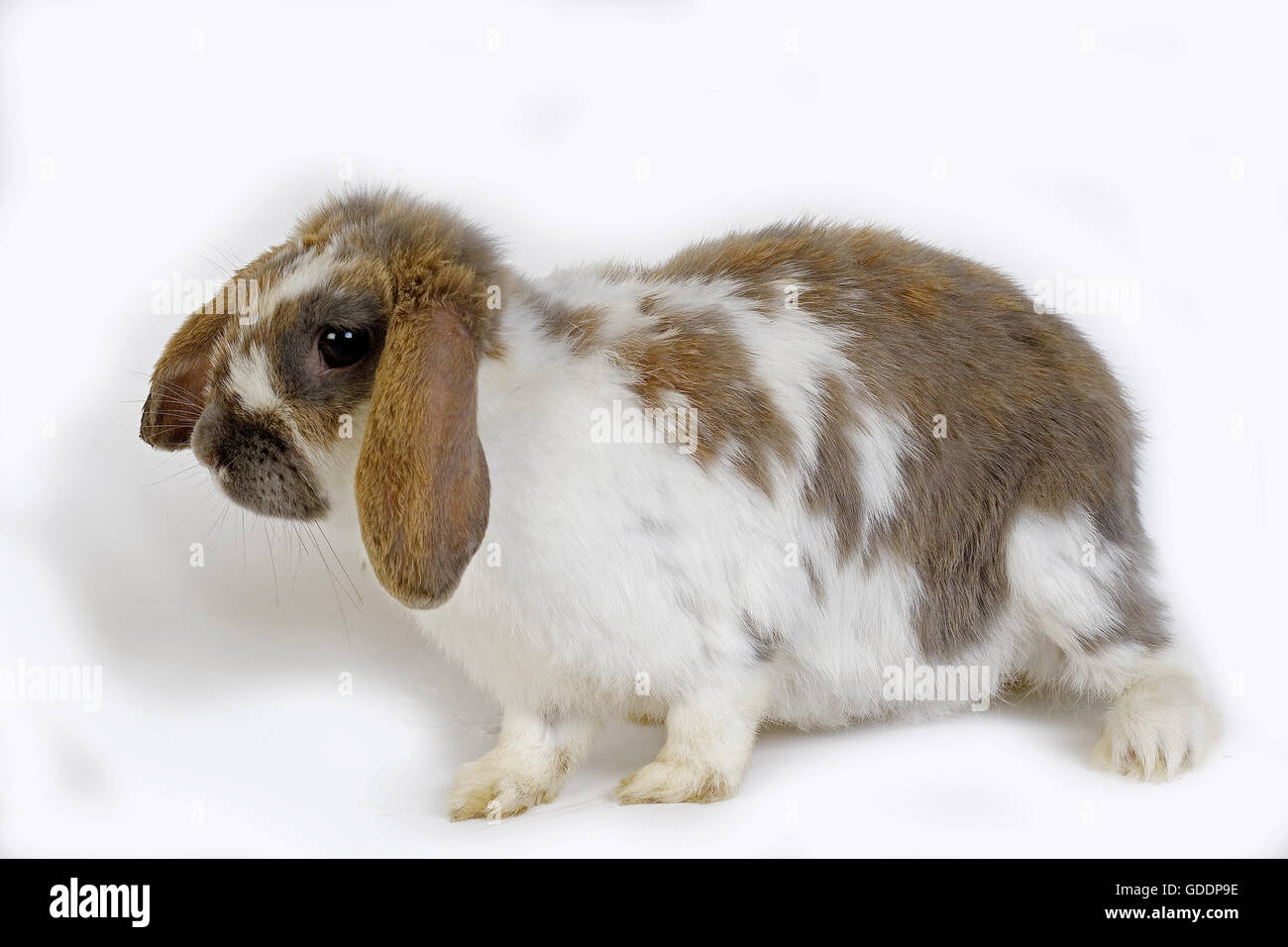 Lop-Eared Domestic Rabbit, Adult against White Background Stock Photo ...
