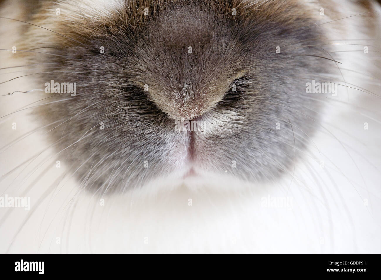 Lop-Eared Domestic Rabbit, Close-Up of Nose Stock Photo - Alamy
