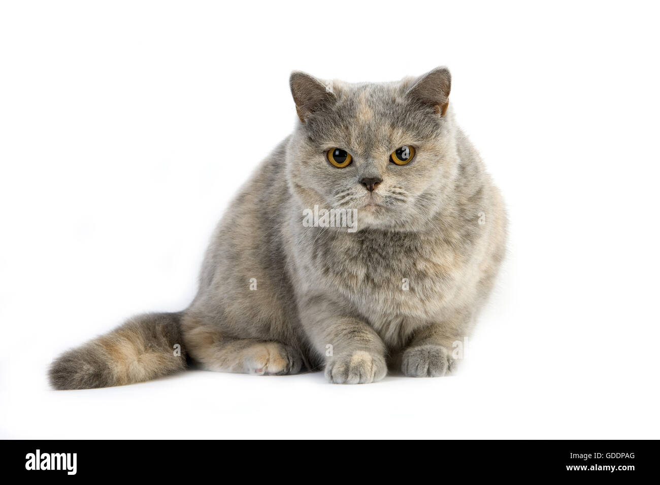 Blue cream british shorthair female cat and blue british shorthair Cut ...