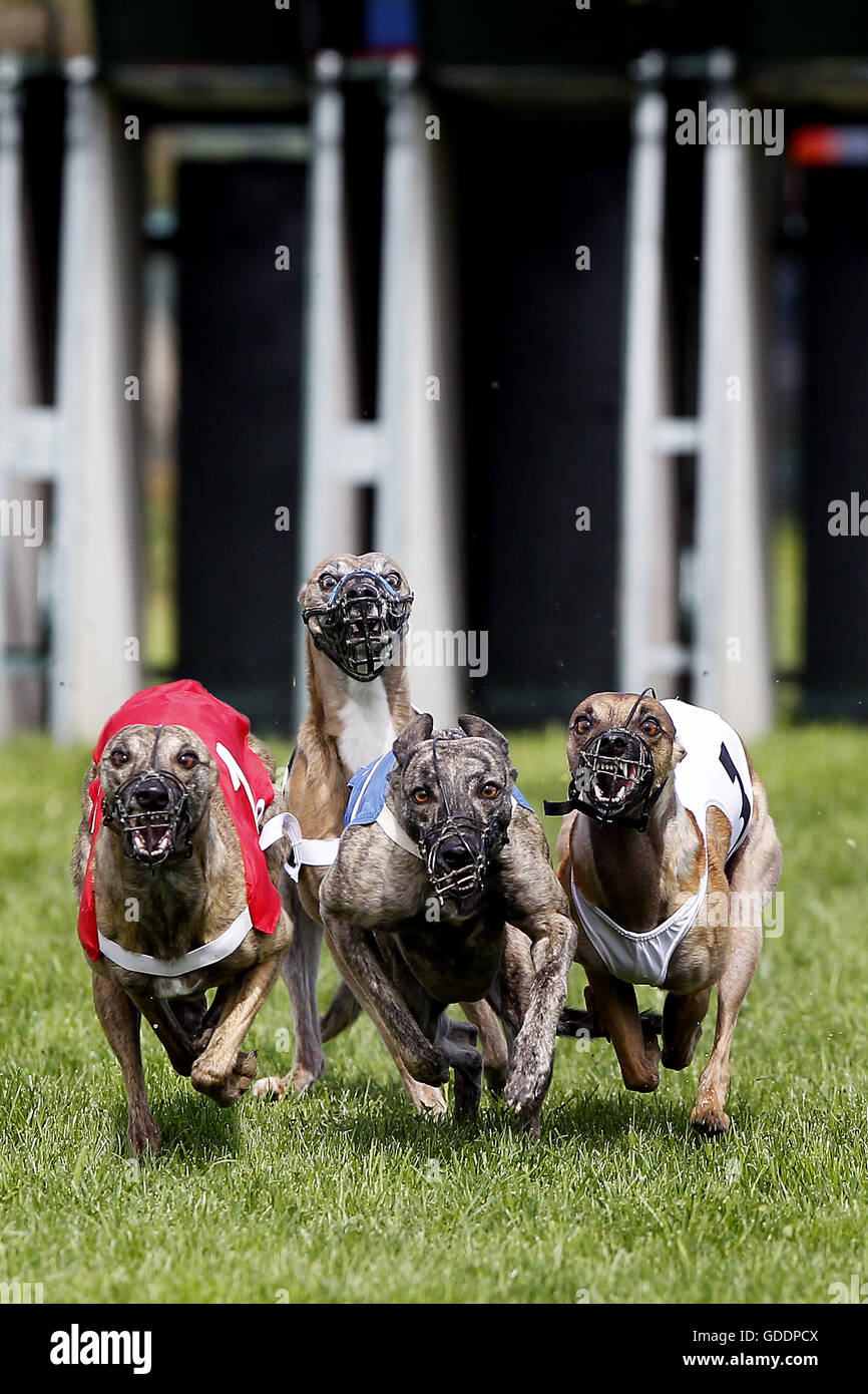 Whippet Dogs running, Racing at Track, Normandy Stock Photo - Alamy