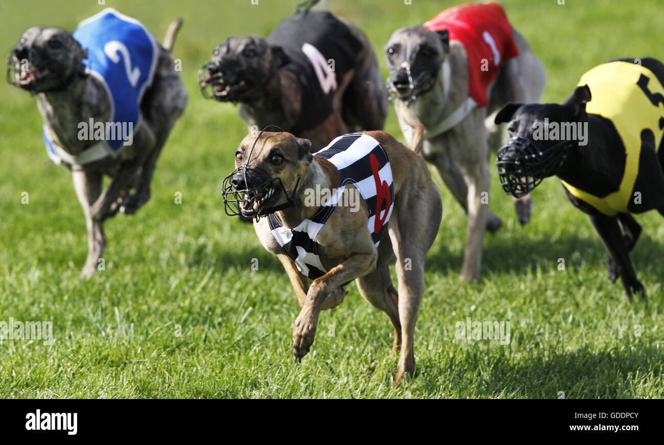 Whippet Dogs running, Racing at Track, Normandy Stock Photo - Alamy