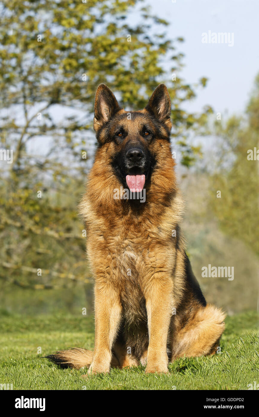 German Shepherd Dog Adult Sitting On Grass With Tongue Out Stock Photo