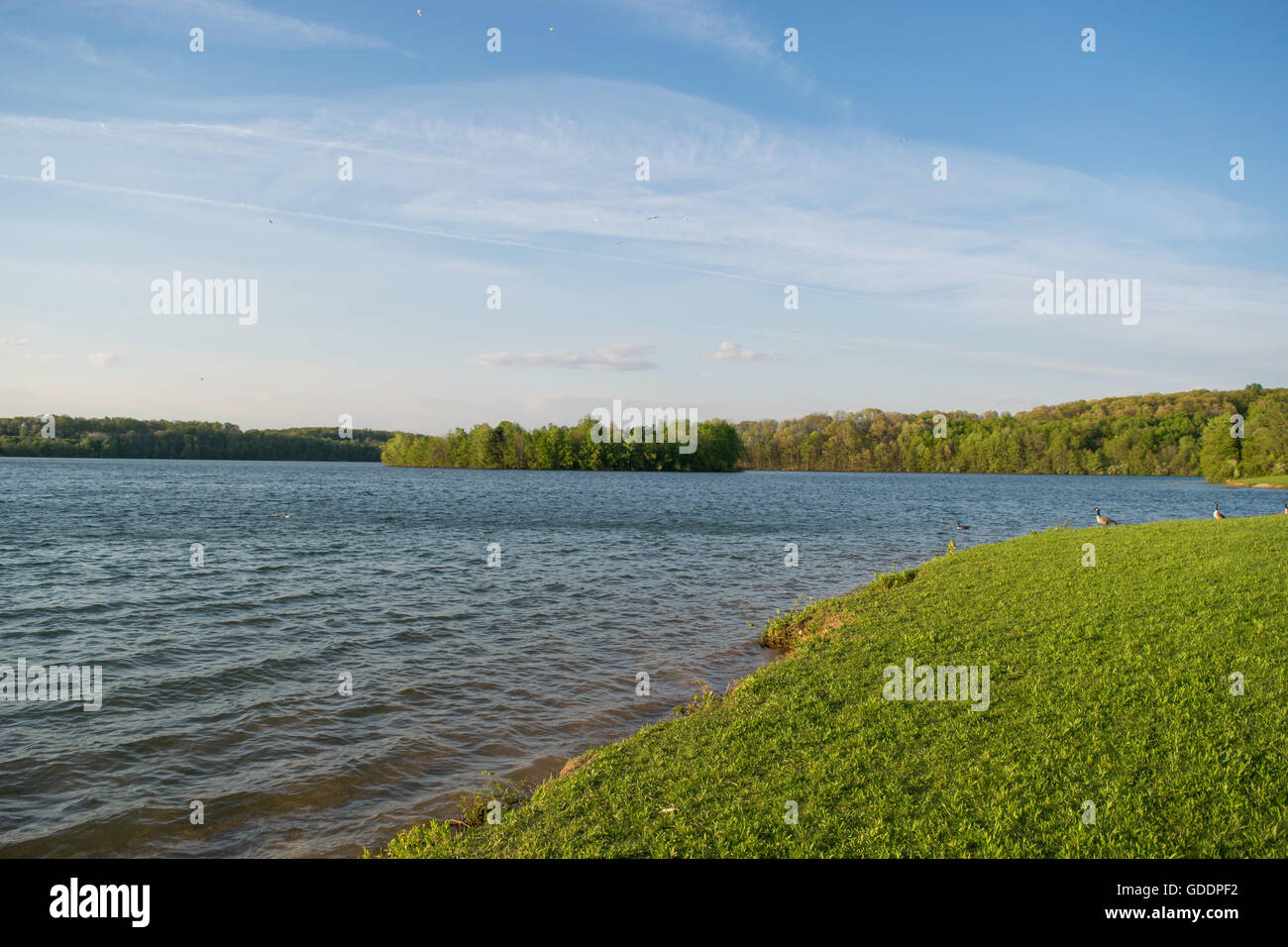 Geese Sitting Next to the lake in Codorus State Park, Pennsylvania ...