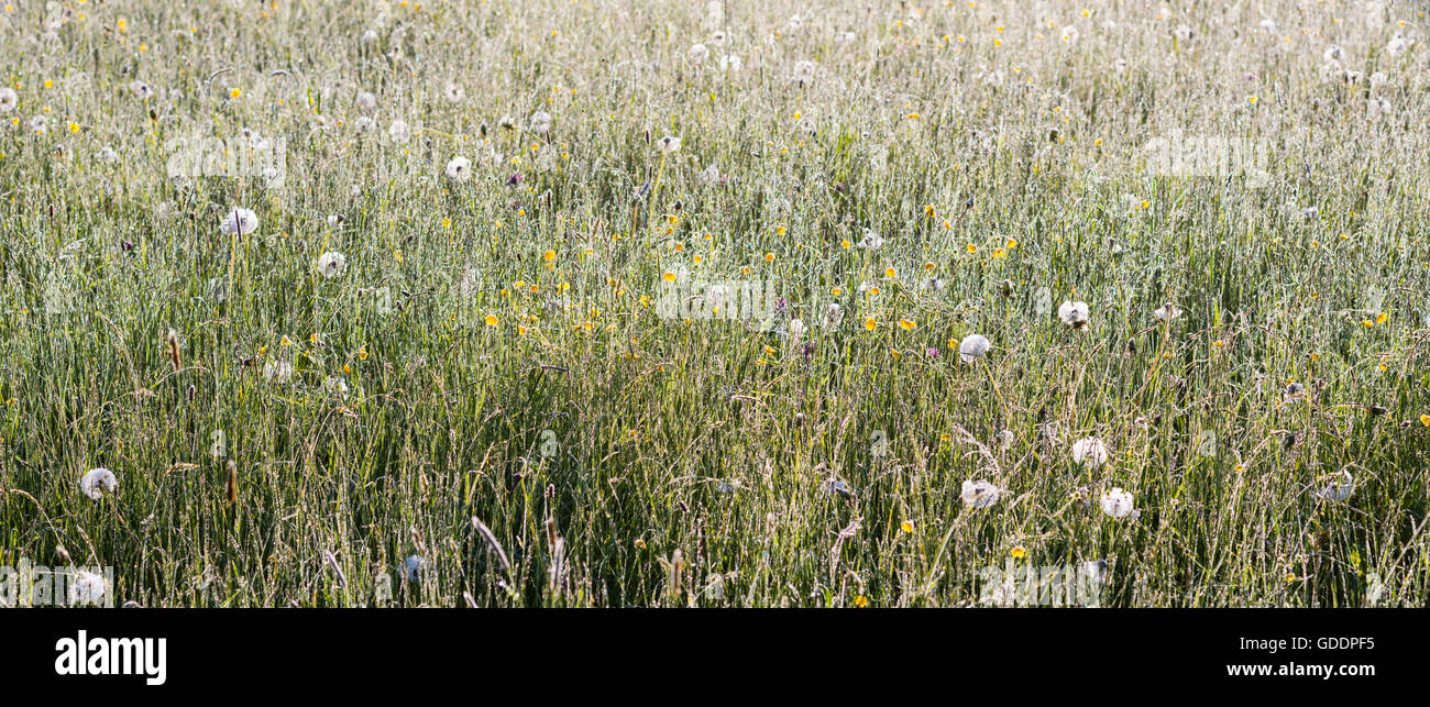 Alpine grassland,Lorettowiesen near Oberstdorf,Allgäu,Bavaria,Germany ...