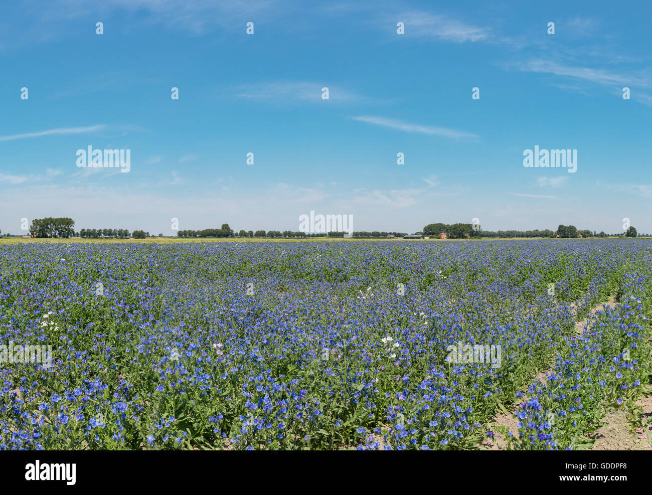 Blue flowers hi-res stock photography and images - Alamy