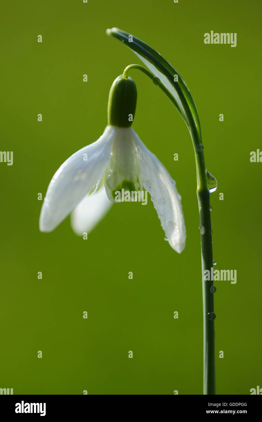 Little snowy hi-res stock photography and images - Alamy