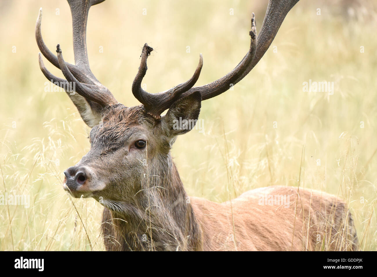 Rut hi-res stock photography and images - Alamy