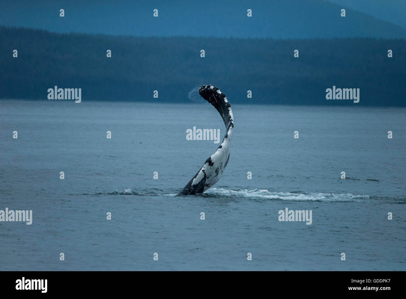 humpback whale,point adolphus,Alaska Stock Photo - Alamy
